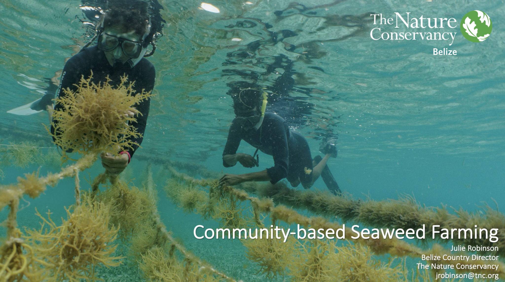 Seaweed Innovation Forum Belize - Compete Caribbean Partnership Facility