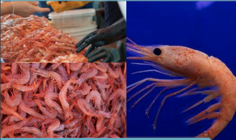 Improving Sustainable Production in The Belize Shrimp Cluster ...